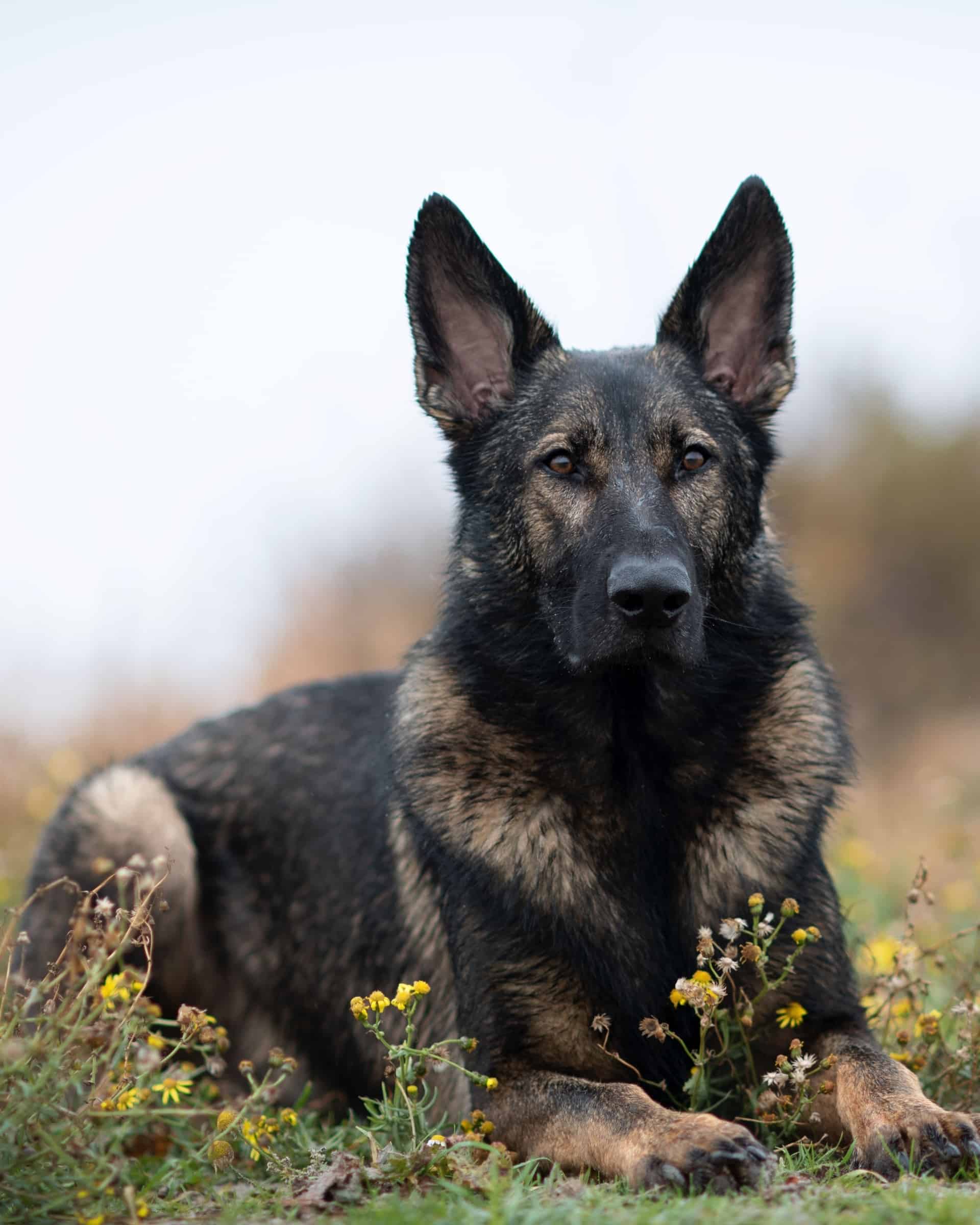 14 Different Types of German Shepherds (With Pictures)