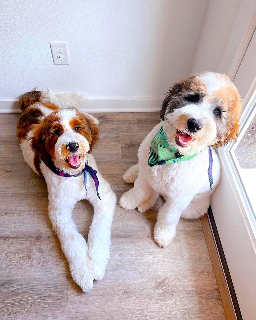 Saint Berdoodle | Mixed Breed Info, Pictures, Traits & Facts