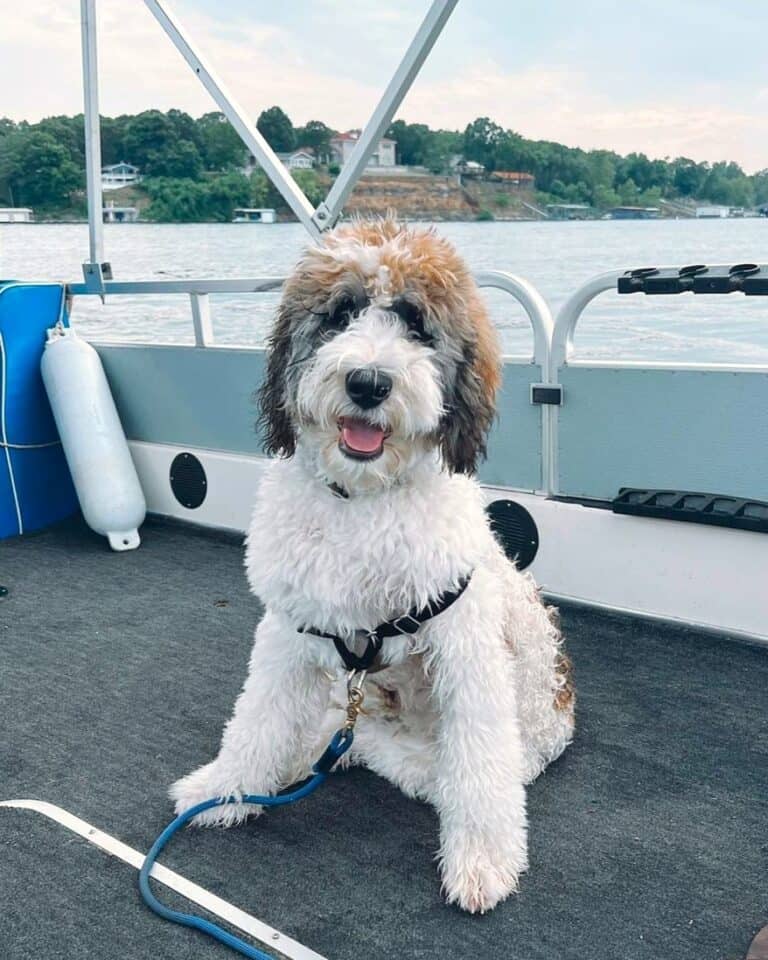 Saint Berdoodle | Mixed Breed Info, Pictures, Traits & Facts