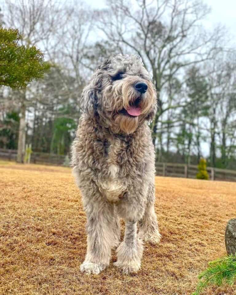 Saint Berdoodle | Mixed Breed Info, Pictures, Traits & Facts