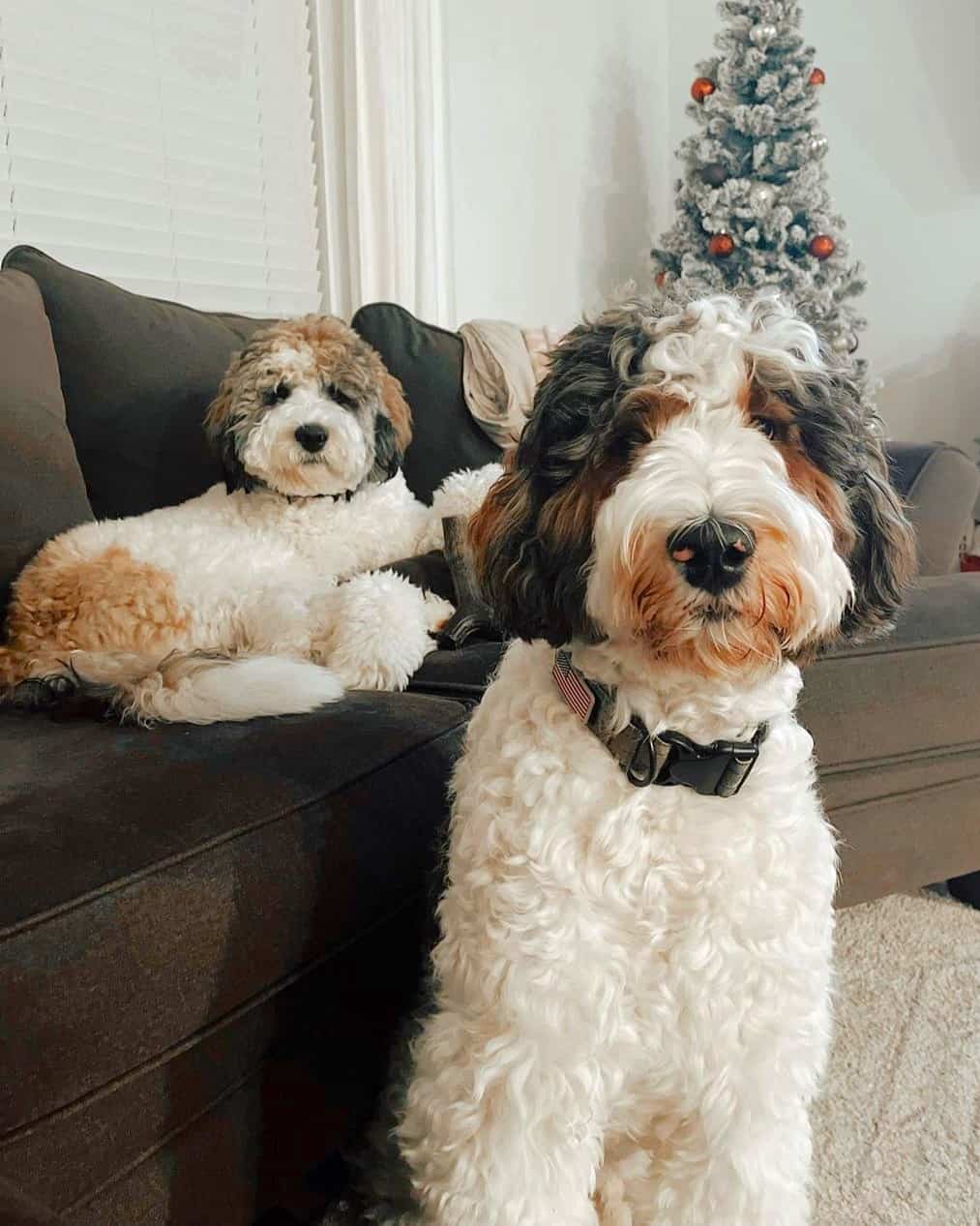 Saint Berdoodle | Mixed Breed Info, Pictures, Traits & Facts