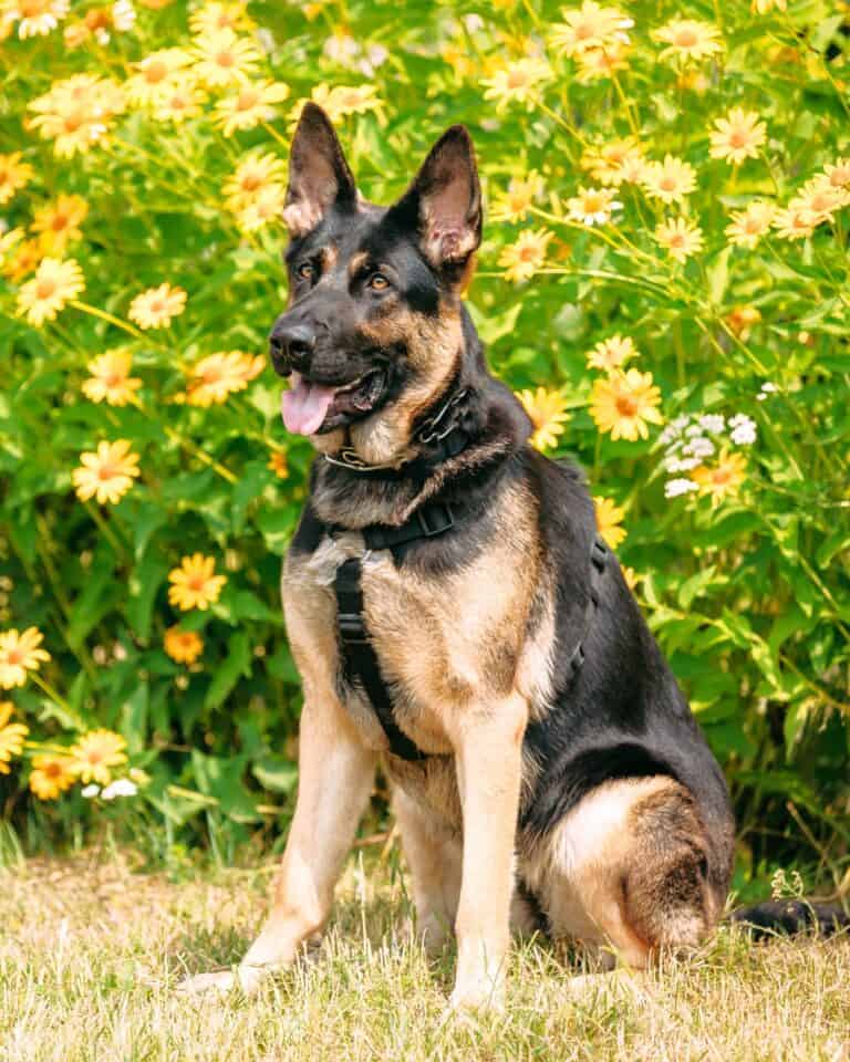 14 Different Types of German Shepherds (With Pictures)