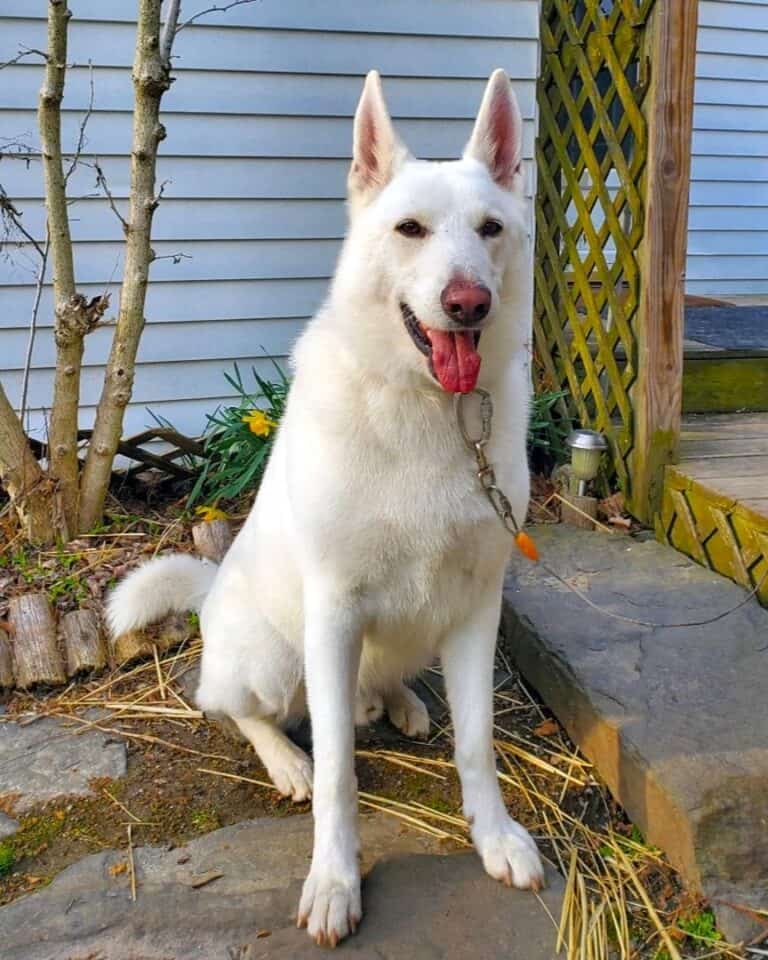 White German Shepherds: Everything You Need to Know