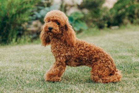 Red Poodle: Info, Facts, Appearance & Genetics (With Pictures)