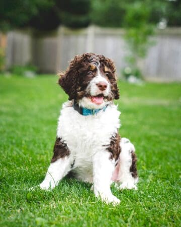 Australian Bernedoodle | Breed Information, Pictures & Facts