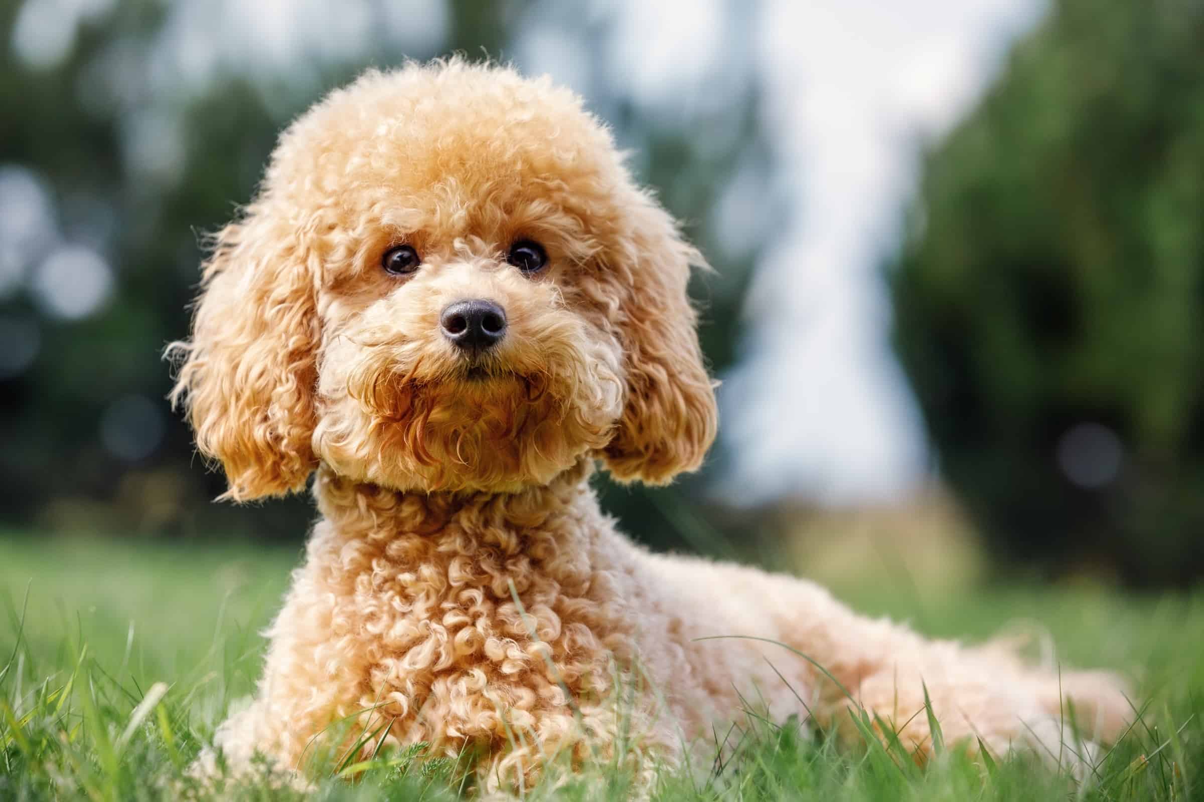 Apricot Poodle: The Ultimate Guide to the Rare Poodle Color