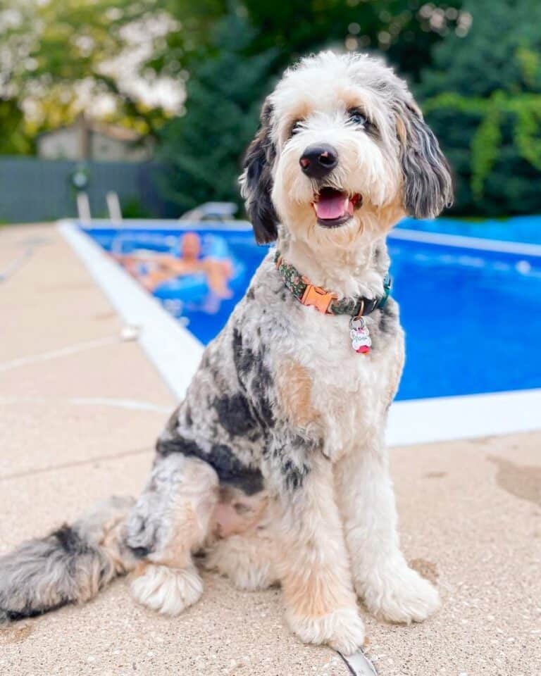 Australian Bernedoodle | Breed Information, Pictures & Facts