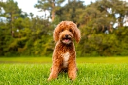 Red Goldendoodle: Info, Genetics, Traits & Facts