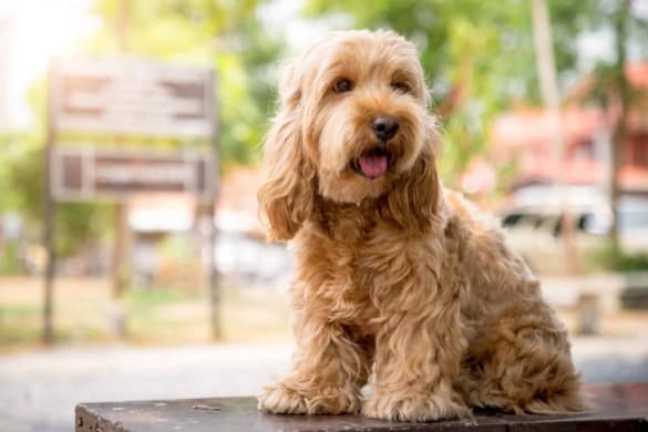 Spoodle | Mixed Breed Information, Pictures, Traits & Facts