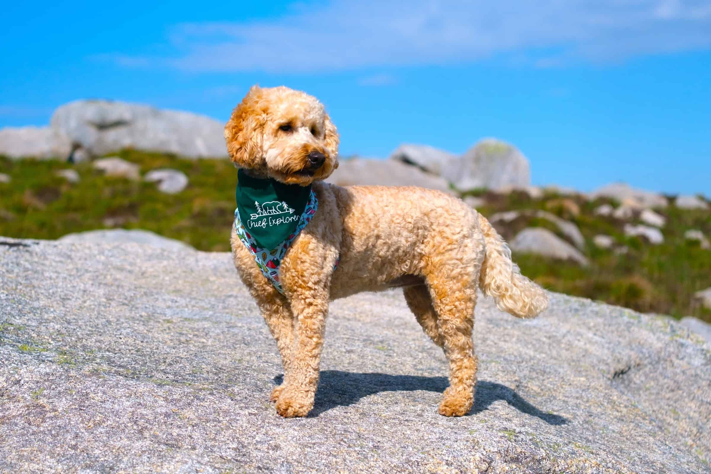 Spoodle | Mixed Breed Information, Pictures, Traits & Facts