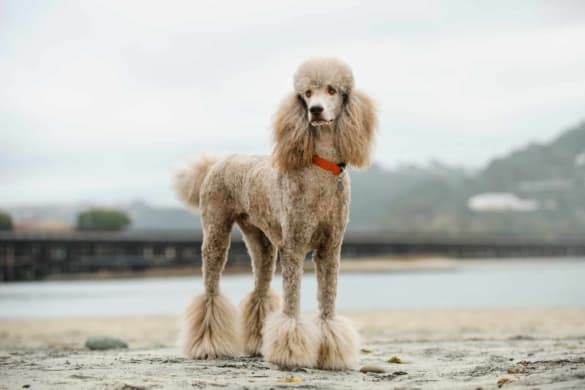 Apricot Poodle: The Ultimate Guide to the Rare Poodle Color