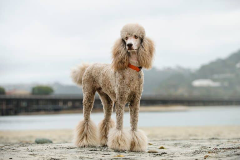 Most Expensive Poodle Color