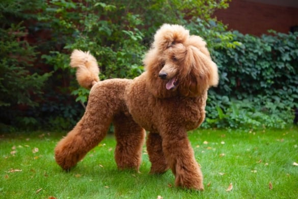 Red Poodle: Info, Facts, Appearance & Genetics (With Pictures)