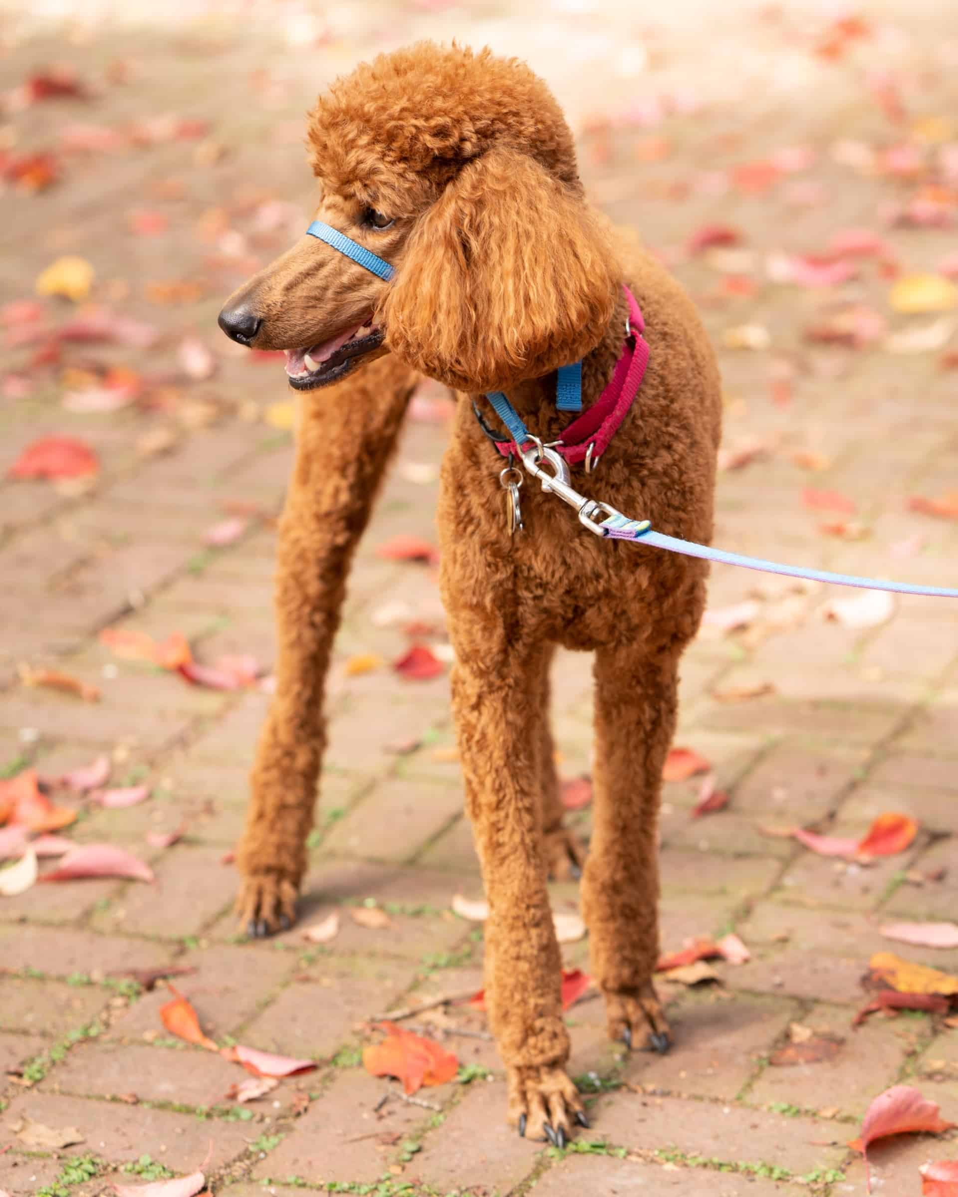 Red Poodle: Info, Facts, Appearance & Genetics (With Pictures)
