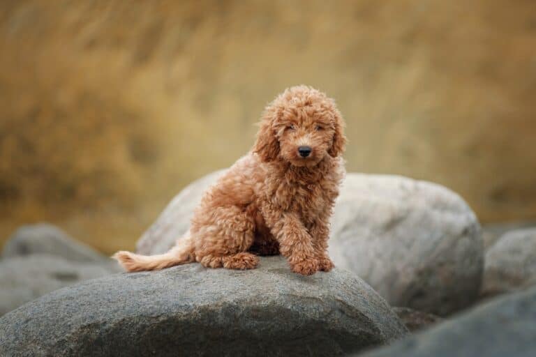 Teacup Labradoodle: Info, Pictures, Genetics, Health & More