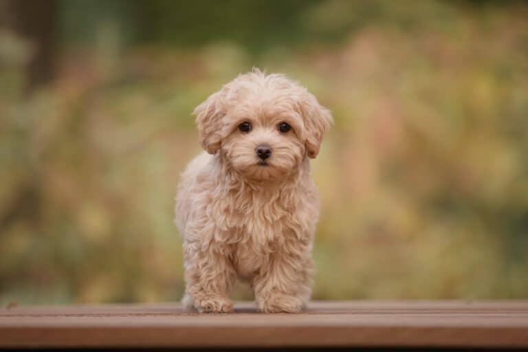 Teacup Maltipoo: Facts About This Miniature Hybrid