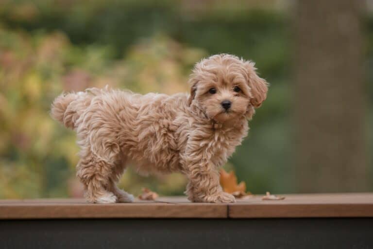 Teacup Maltipoo: Facts About This Miniature Hybrid