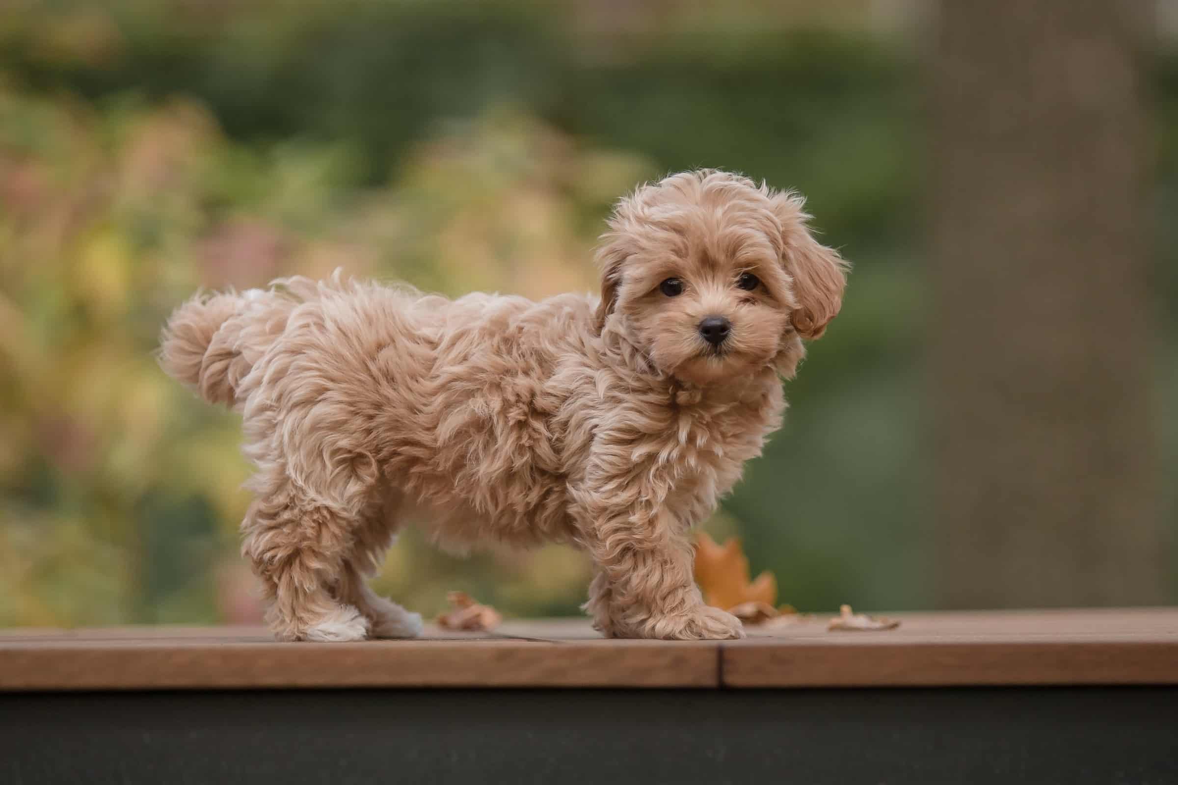 Teacup Maltipoo: Facts About This Miniature Hybrid