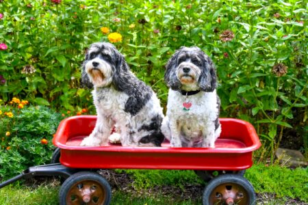 Spoodle | Mixed Breed Information, Pictures, Traits & Facts