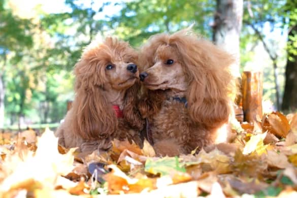Apricot Poodle: The Ultimate Guide to the Rare Poodle Color