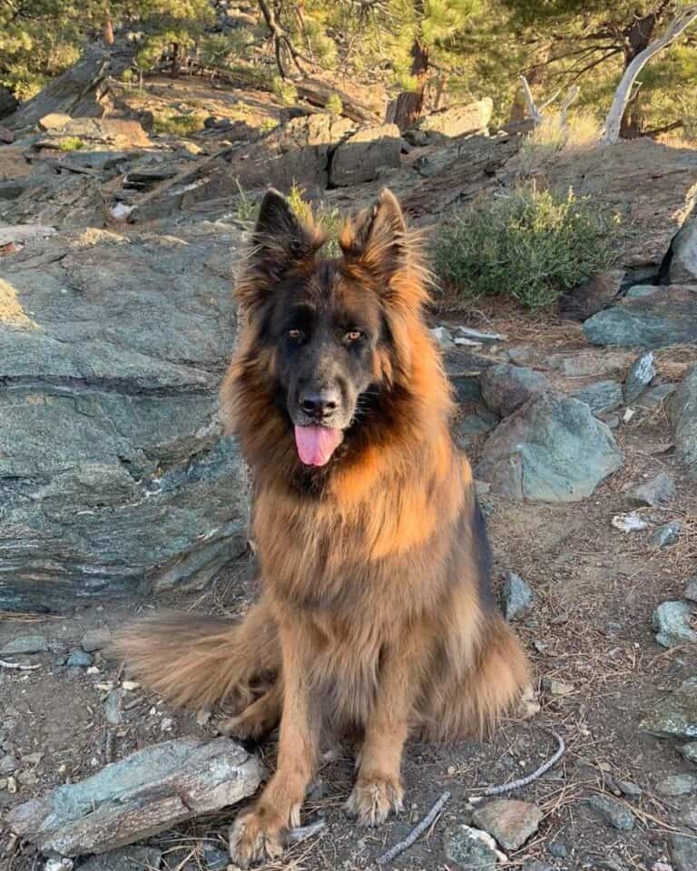 Working Line German Shepherd: Origin, History, Pictures & Facts