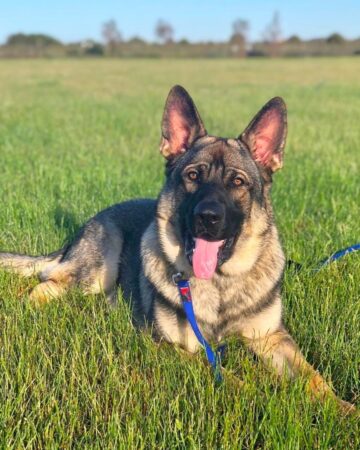 14 Different Types of German Shepherds (With Pictures)
