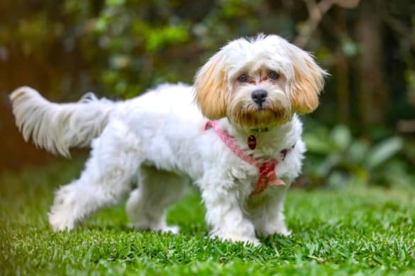 Cavoodle | Mixed Breed Information, Pictures & Facts