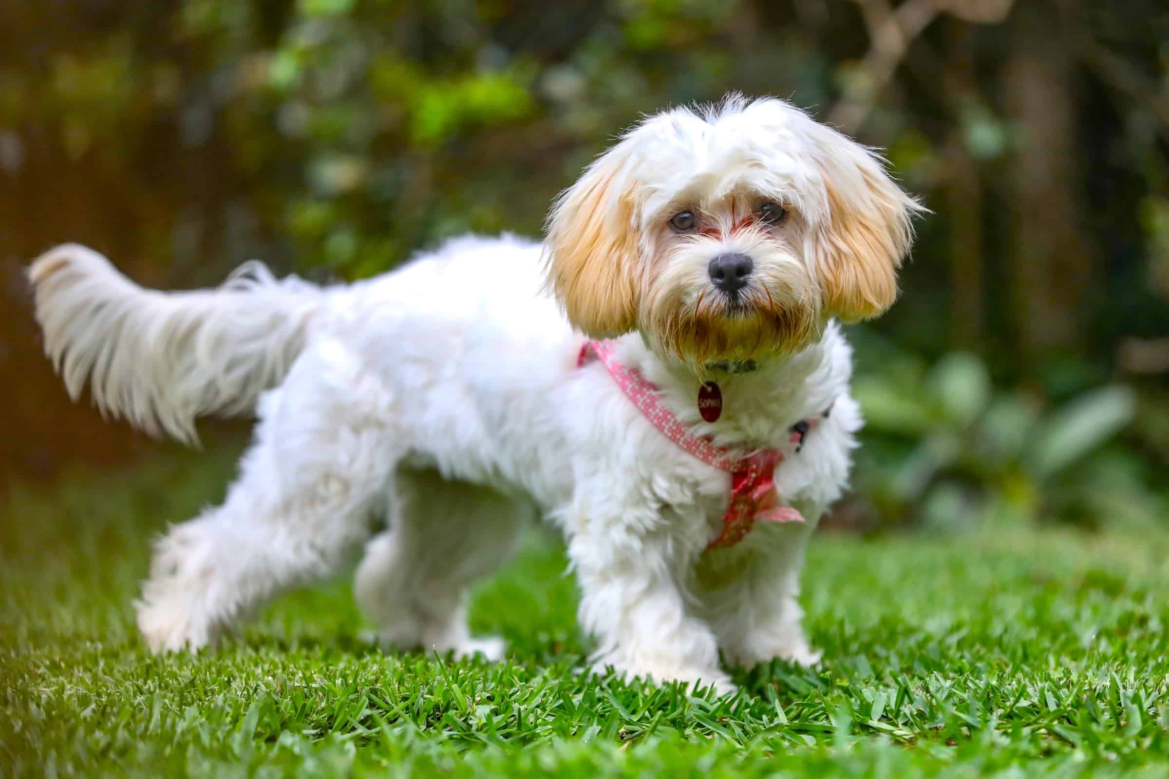 Cavoodle | Mixed Breed Information, Pictures & Facts