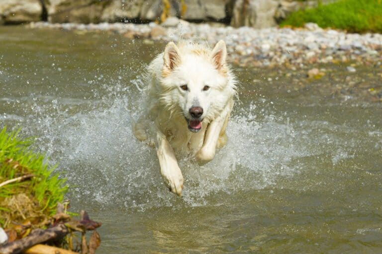White German Shepherds: Everything You Need to Know