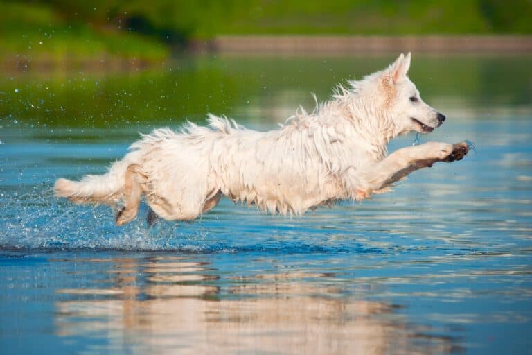 White German Shepherds: Everything You Need to Know