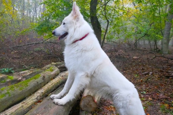White German Shepherds: Everything You Need to Know