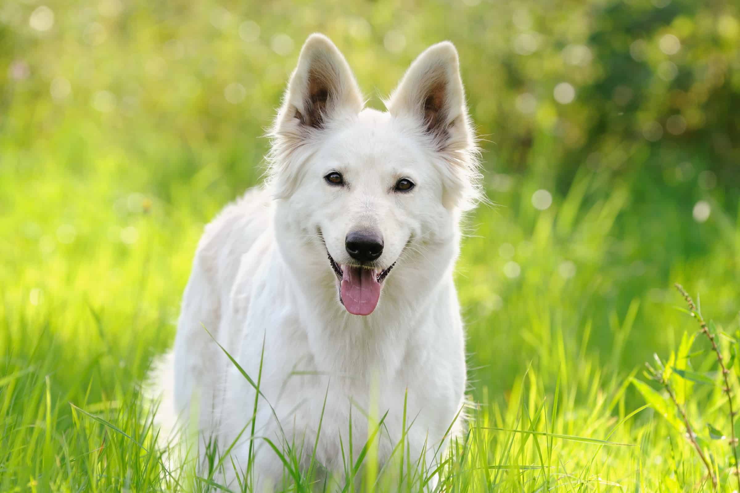 White German Shepherds: Everything You Need to Know