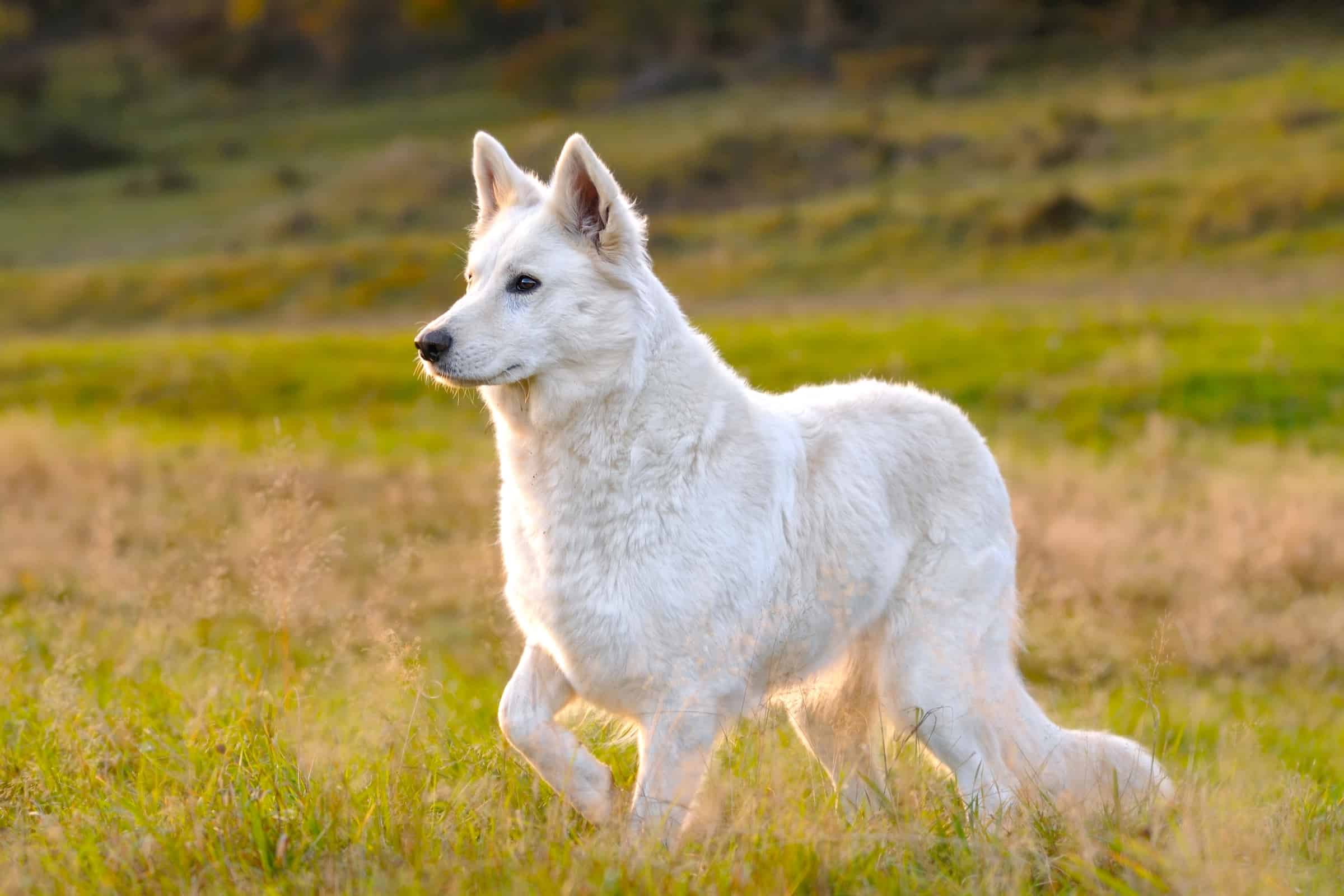 White German Shepherds: Everything You Need to Know