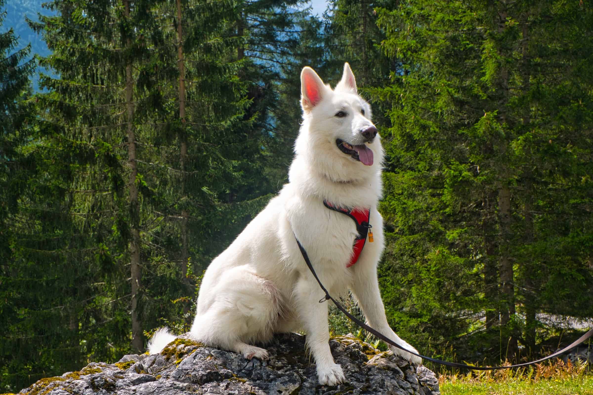 White German Shepherds: Everything You Need to Know