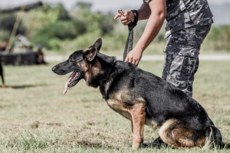 Working Line German Shepherd: Origin, History, Pictures & Facts