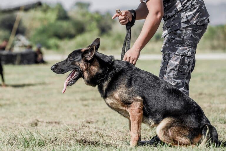 Working Line German Shepherd: Origin, History, Pictures & Facts