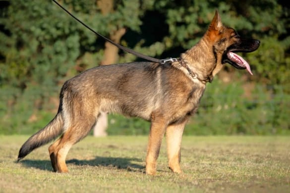 Working Line German Shepherd: Origin, History, Pictures & Facts