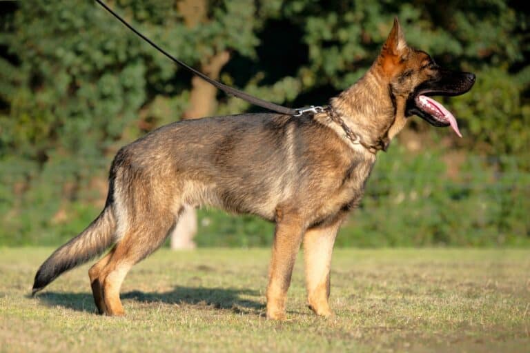 Working Line German Shepherd: Origin, History, Pictures & Facts