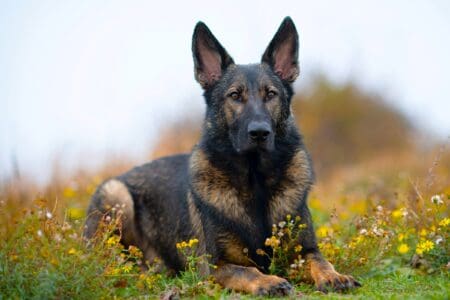 Working Line German Shepherd: Origin, History, Pictures & Facts
