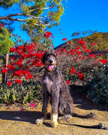 Irish Wolfadoodle | Mixed Breed Info, Pictures, Traits & Facts