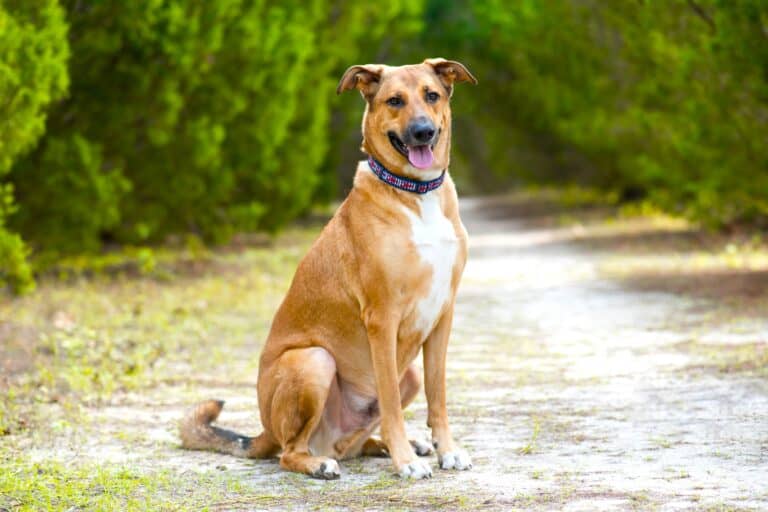 German Anatolian Shepherd | Dog Breed Info, Pictures & Facts