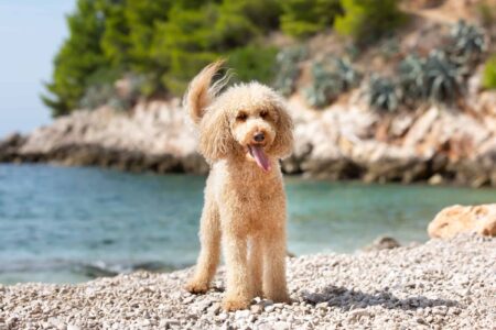 Apricot Poodle: The Ultimate Guide to the Rare Poodle Color