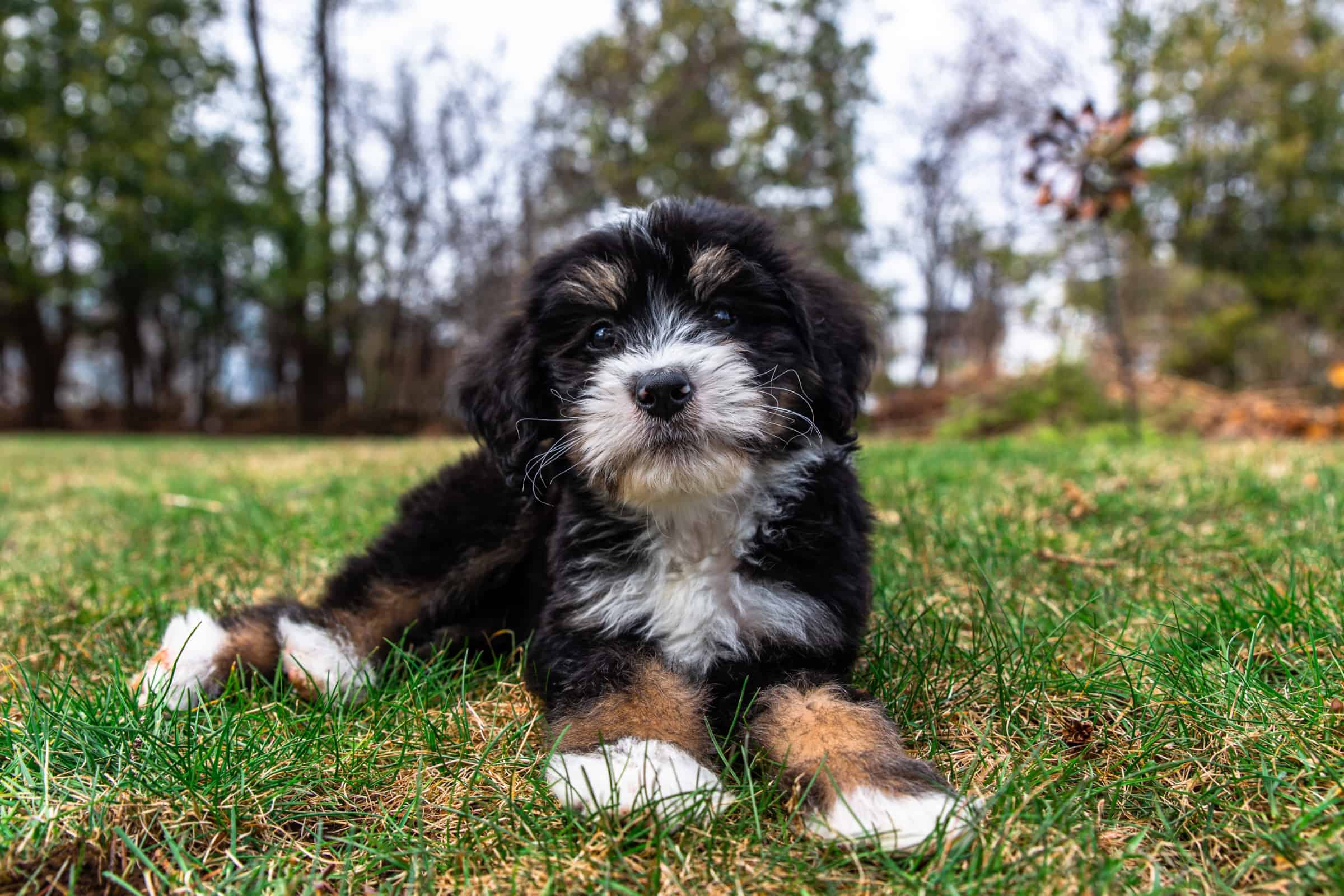 Bernedoodle | Mixed Breed Information, Pictures & Facts