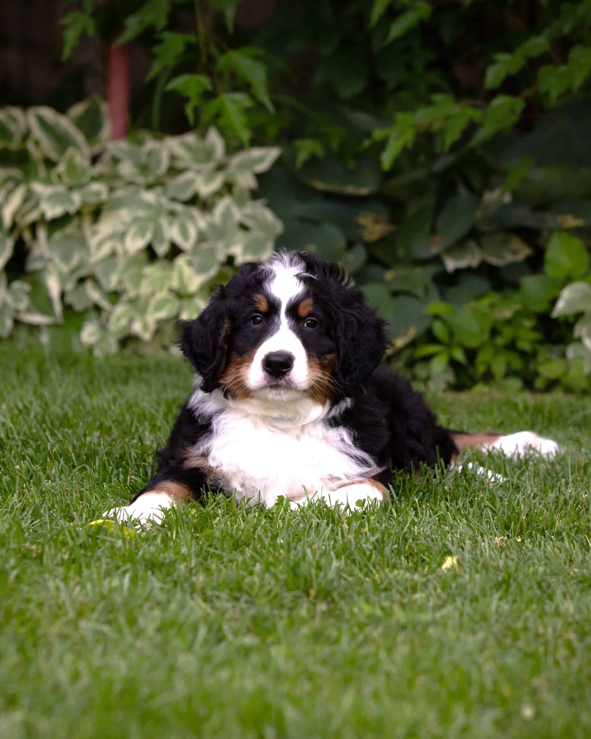 Bernedoodle | Mixed Breed Information, Pictures & Facts