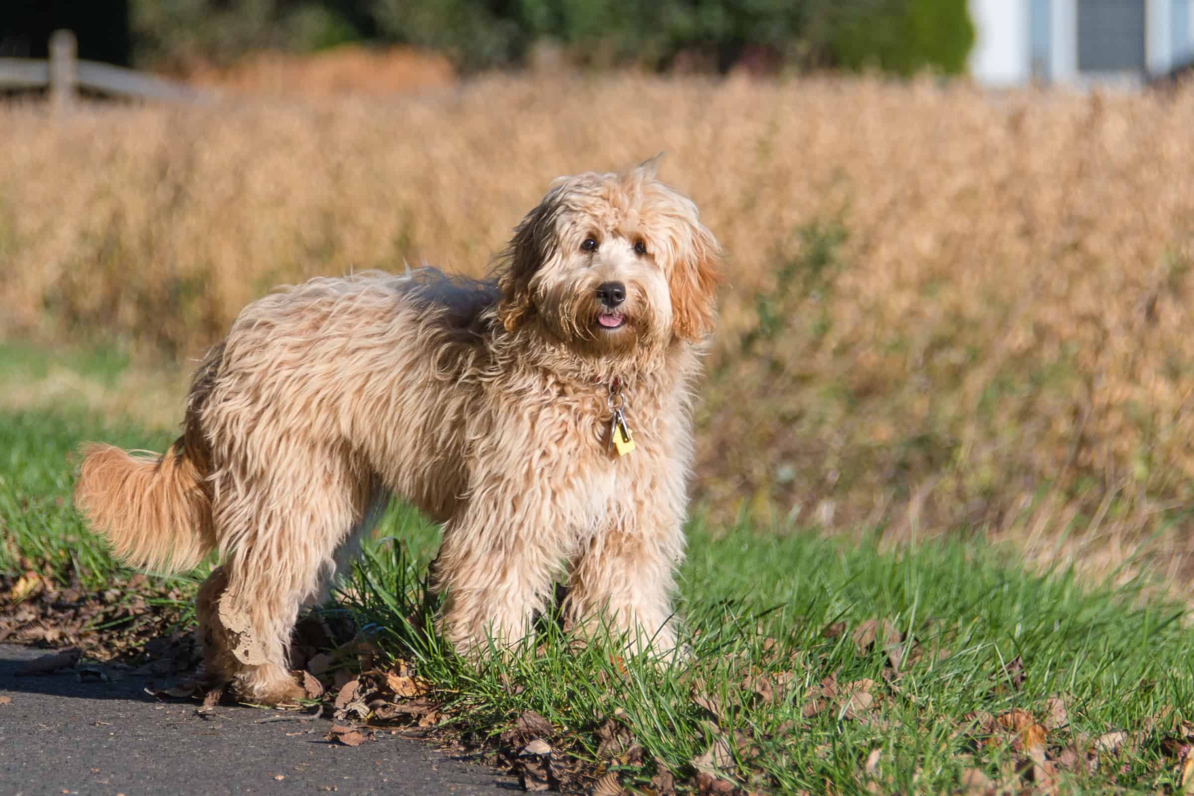 F1B Mini Goldendoodle: Facts, Pictures, Size & Puppy Prices