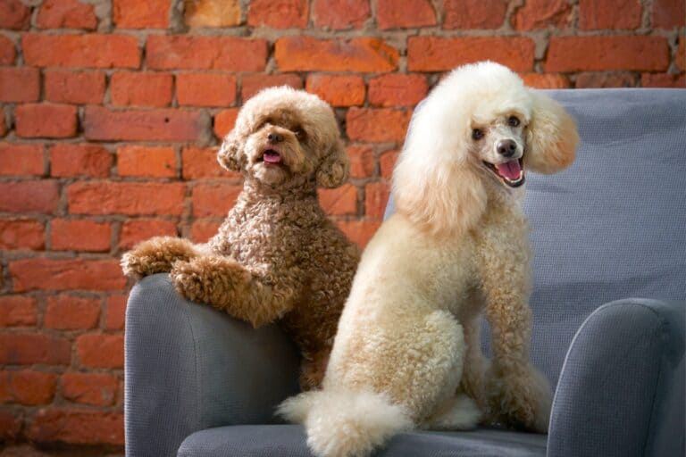 Male vs. Female Poodle: Which Is Better? - Happy Dog Breeds