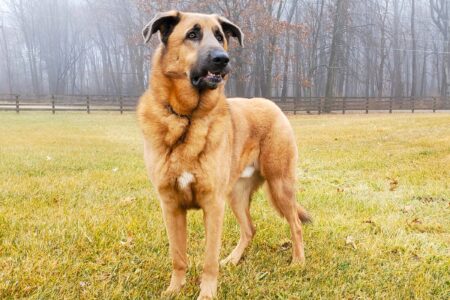 German Anatolian Shepherd | Dog Breed Info, Pictures & Facts