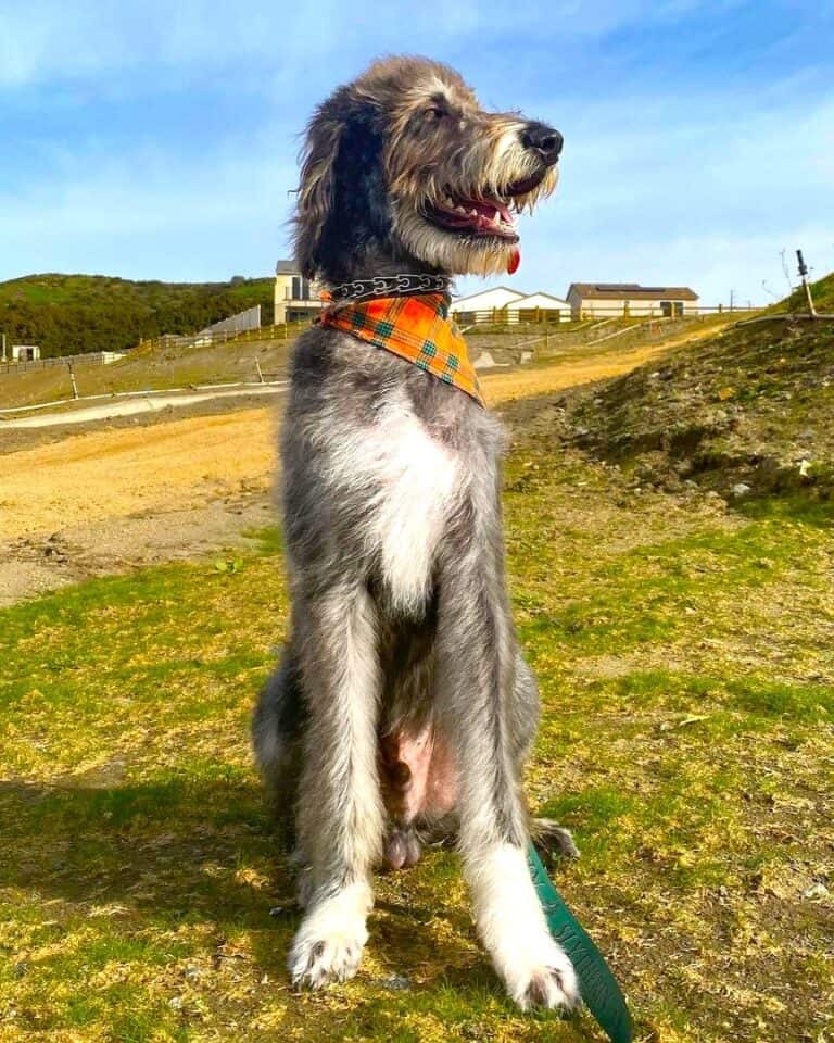 Irish Wolfadoodle | Mixed Breed Info, Pictures, Traits & Facts