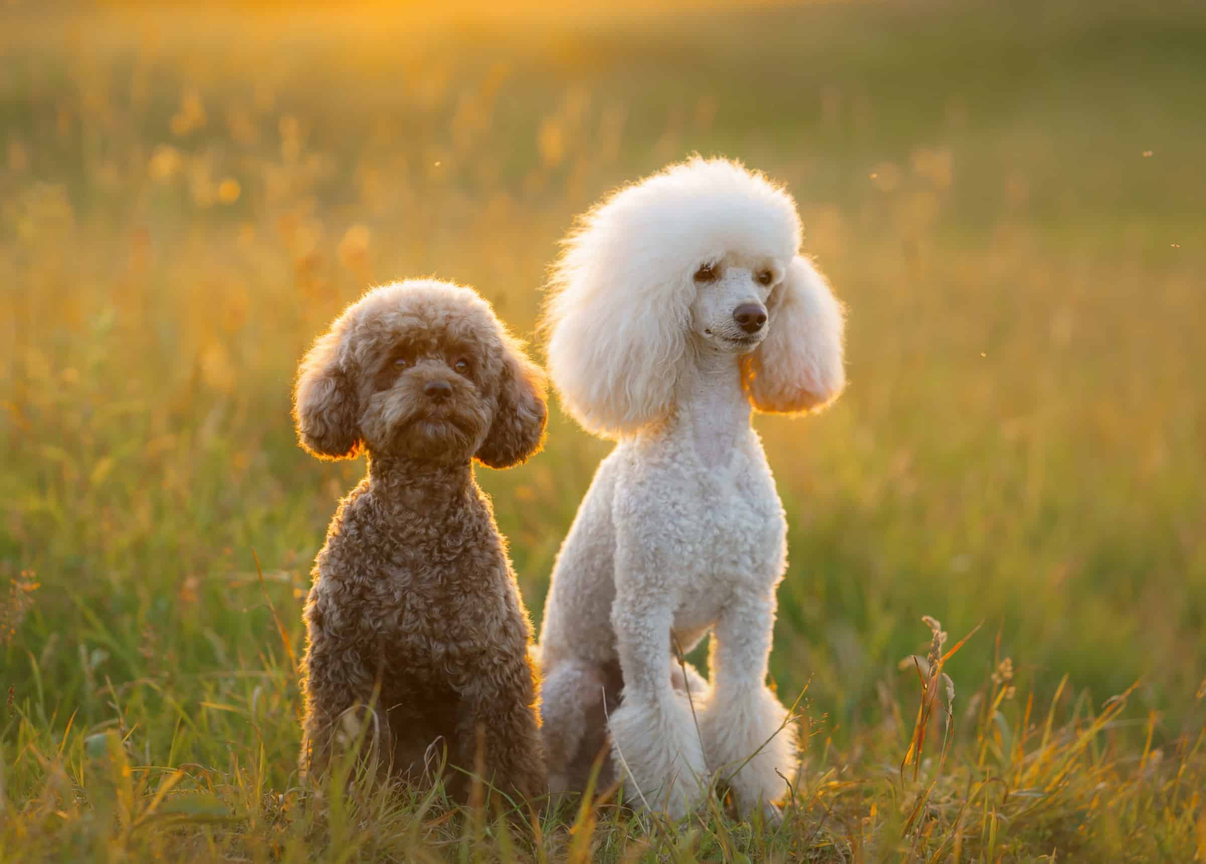Male vs. Female Poodle: Which Is Better? - Happy Dog Breeds