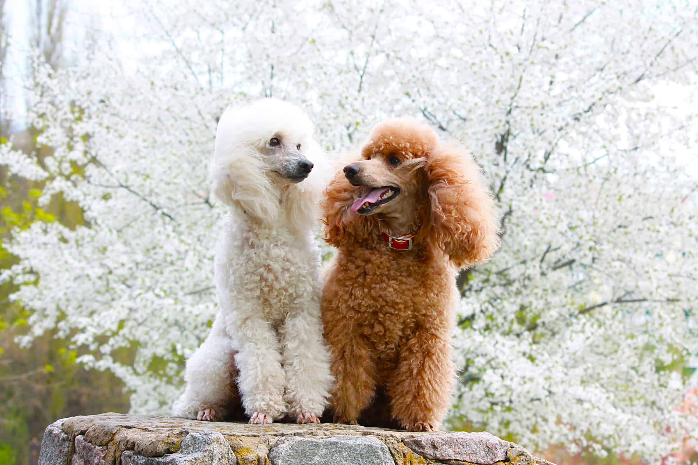 Male vs. Female Poodle: Which Is Better? - Happy Dog Breeds